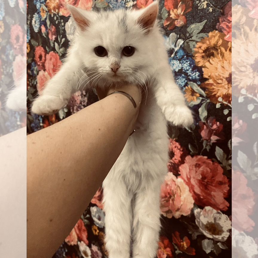 Котенок девочка