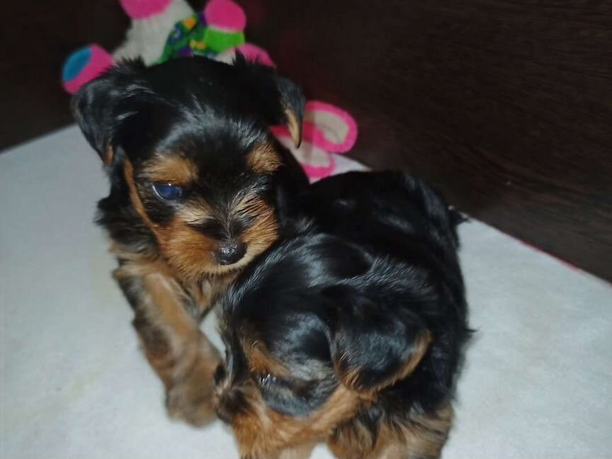 Домашние животные собаки щенки