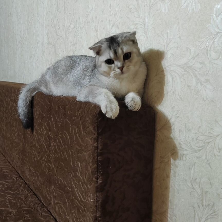 Шотландская вислоухая кошачка чистокровная