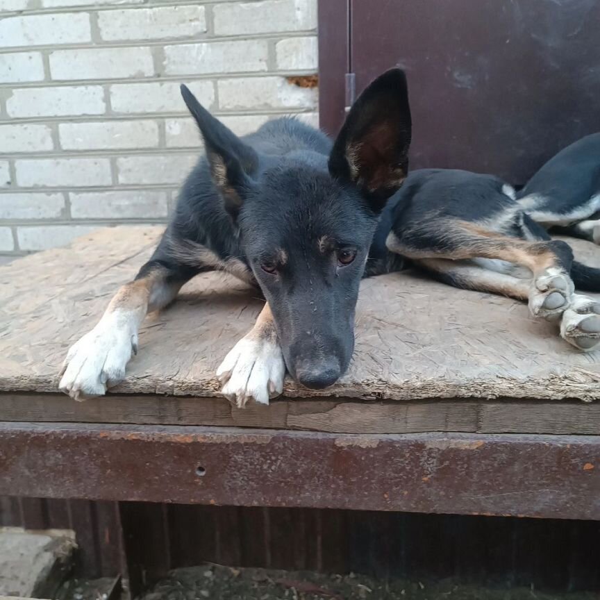 Собака в добрые руки