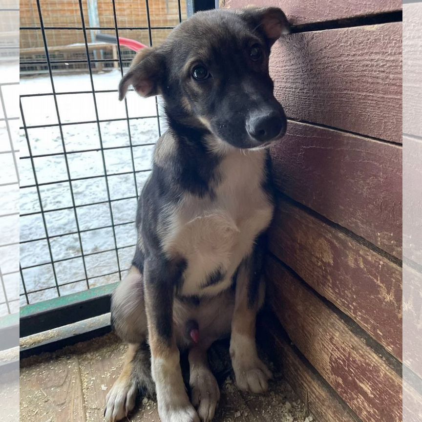 Щенок в добрые руки