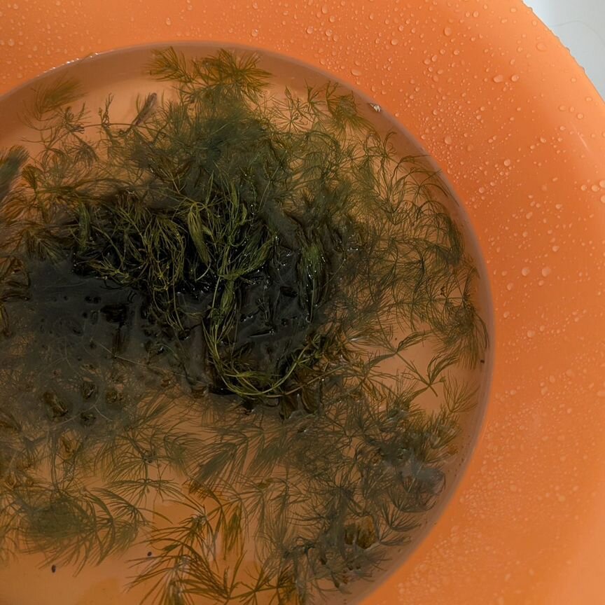 Роголистник, улитки для аквариума