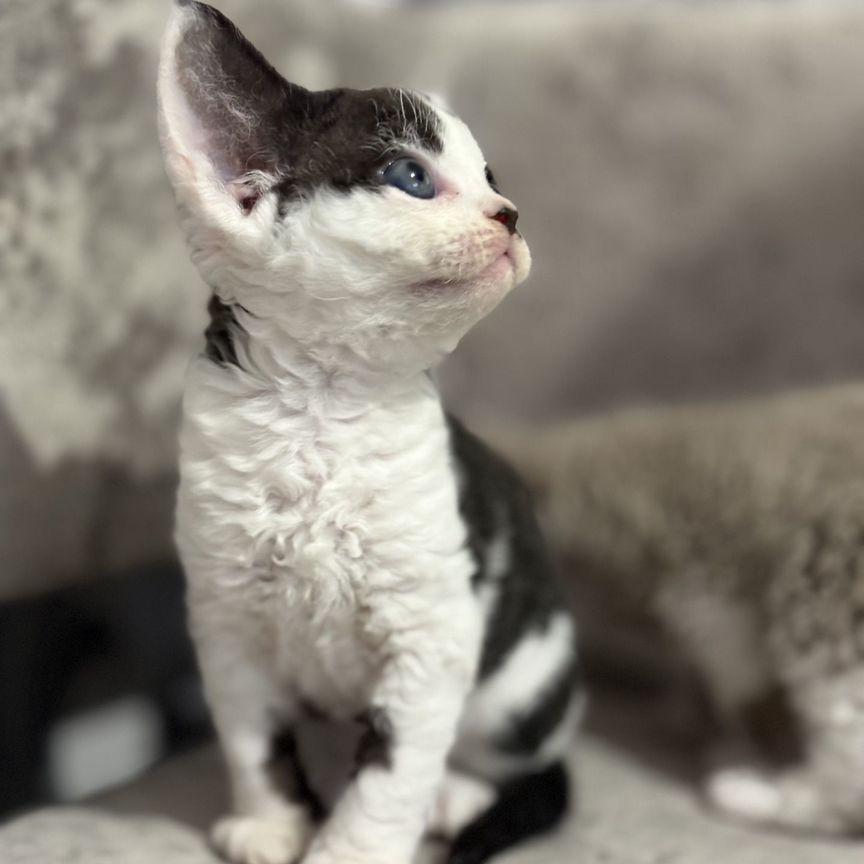 Девон-рекс котёнок