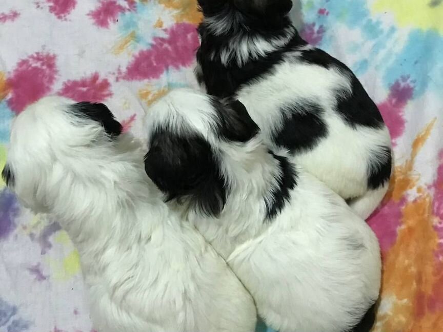 Щенки бивер-терьер йоркширского