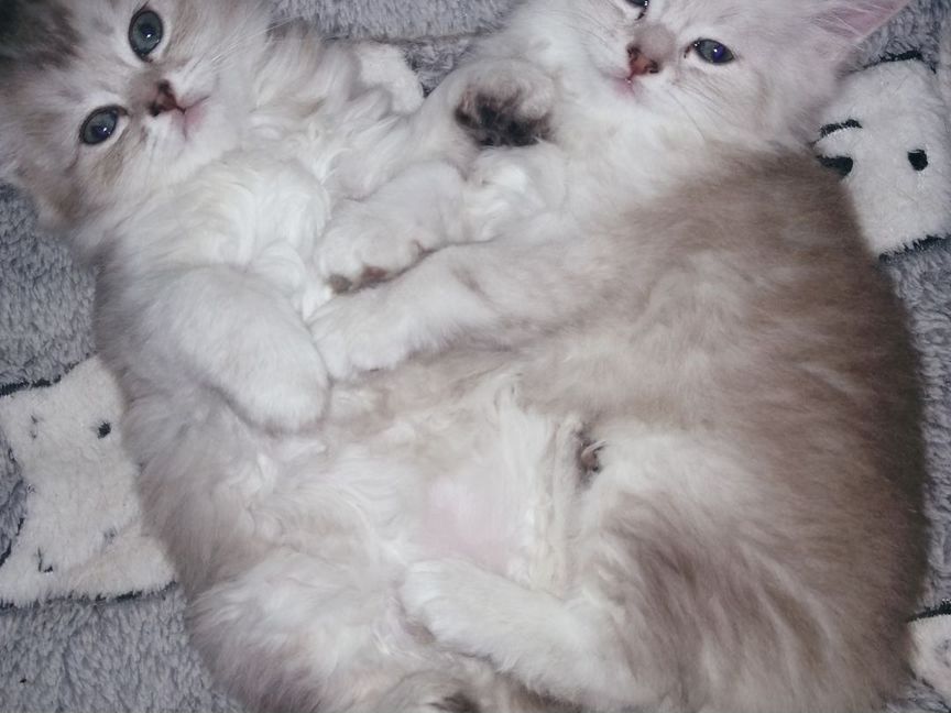 Шотландские котята хайленд