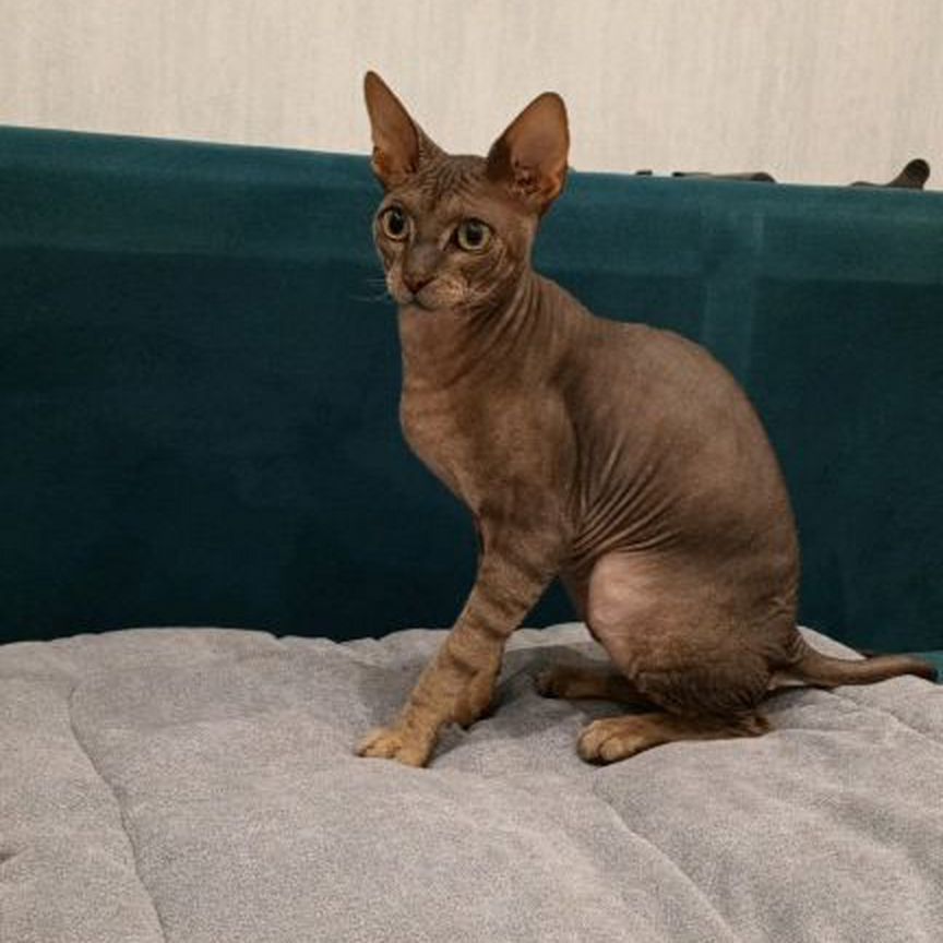 Кот