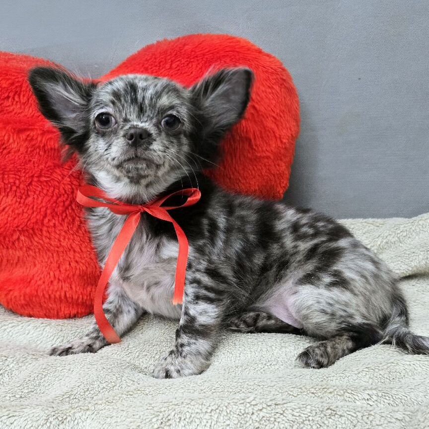 Чихуахуа, щенок