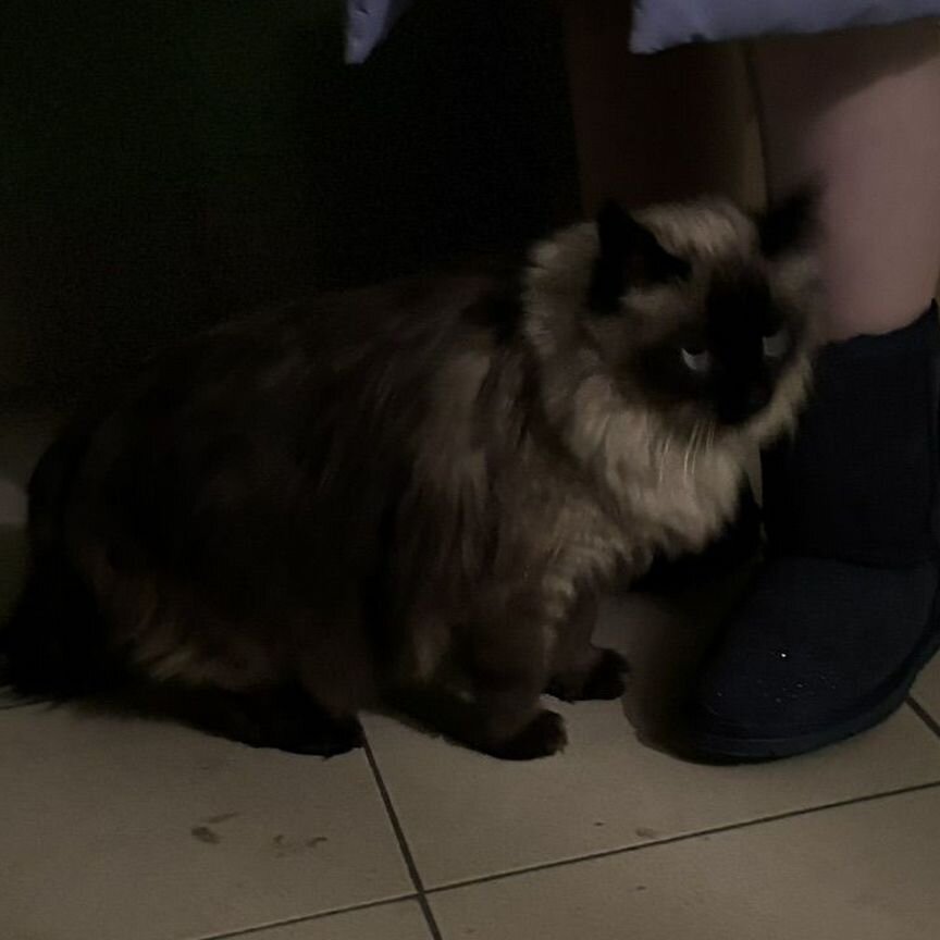 Кошка или котик