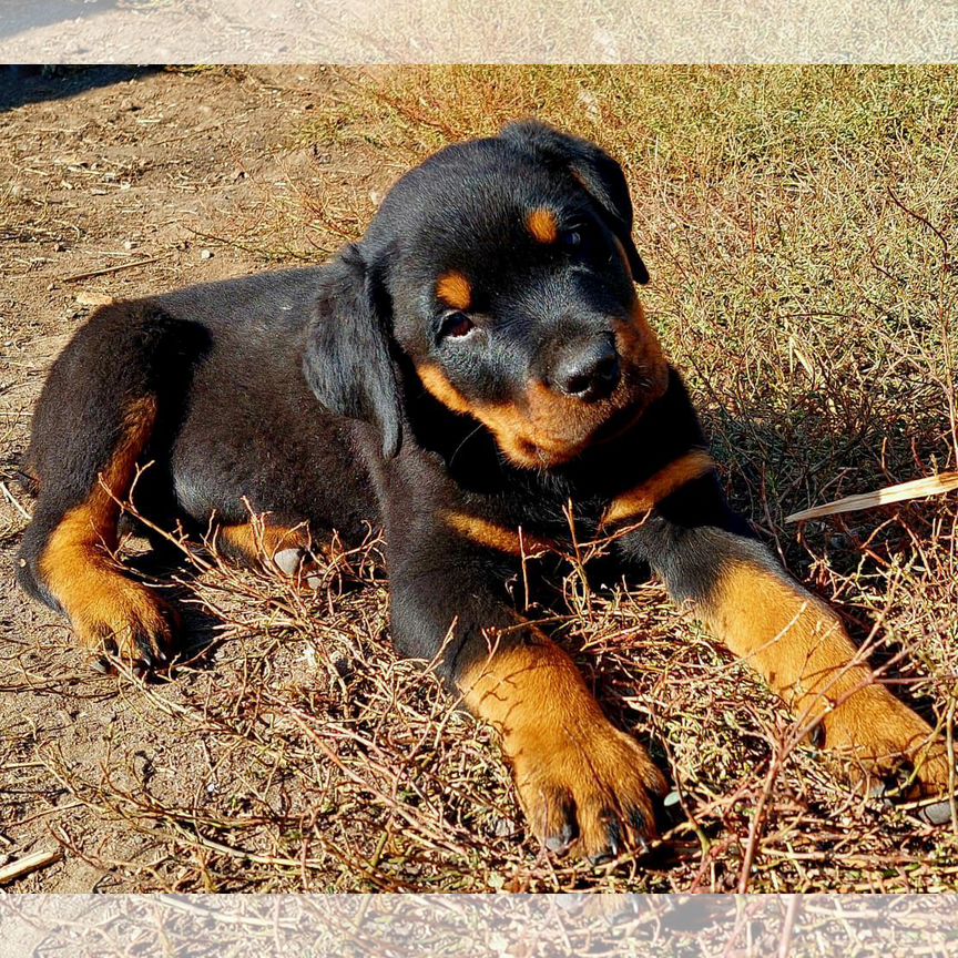 Щенки ротвейлера