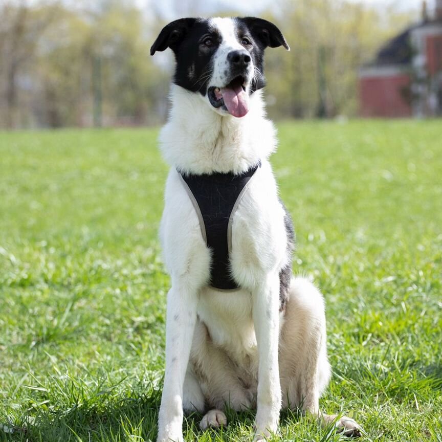 Собака в добрые руки отдам бесплатно