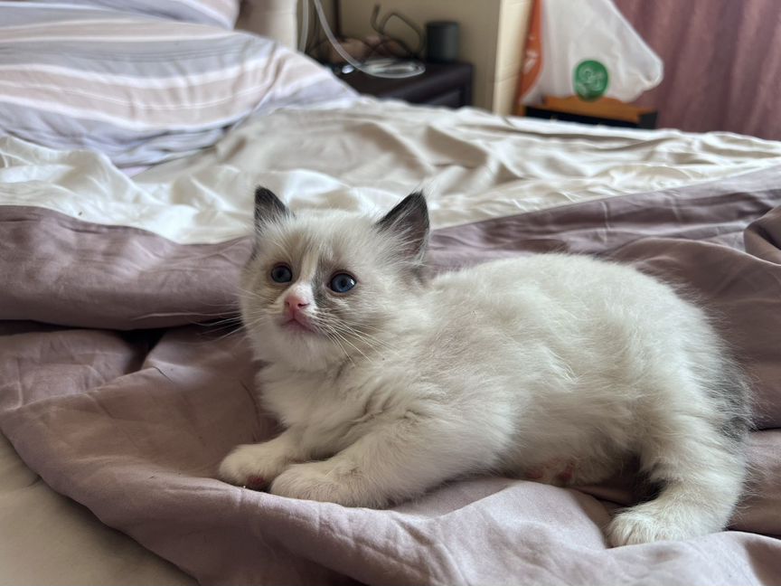 Котята рэгдолл