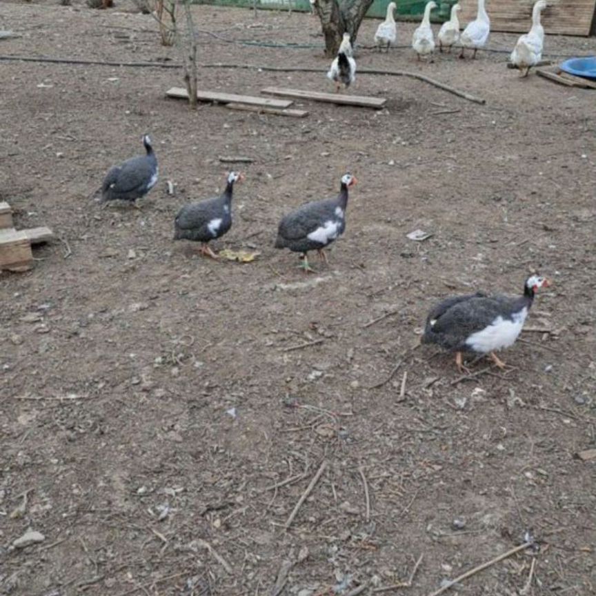 Цесарки