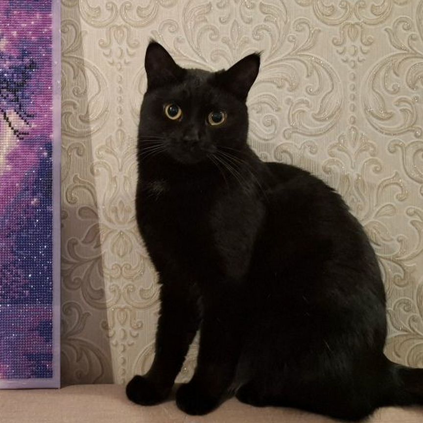 Взрослая, кошка в добрые руки