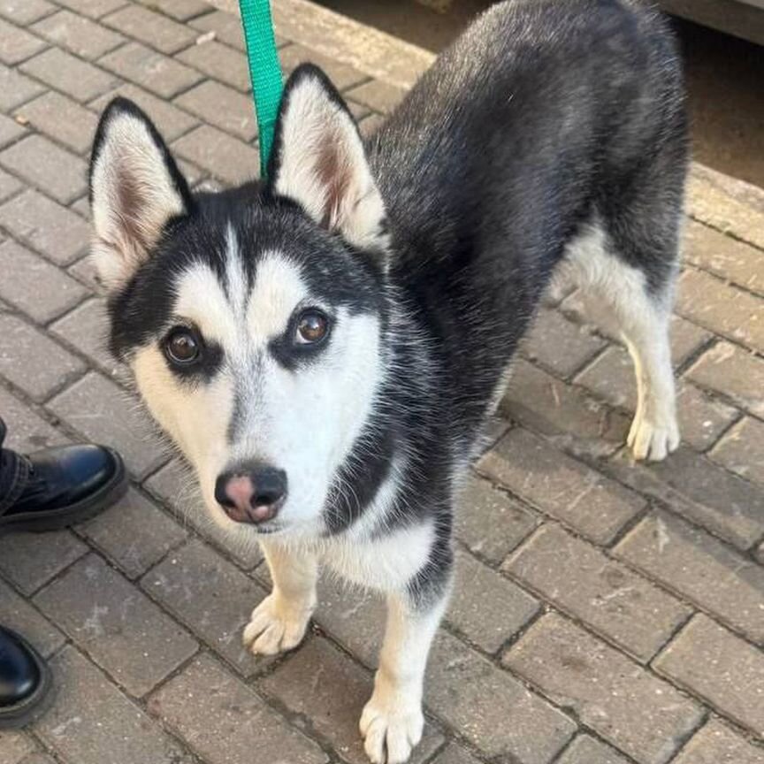 Сибирский хаски, щенок