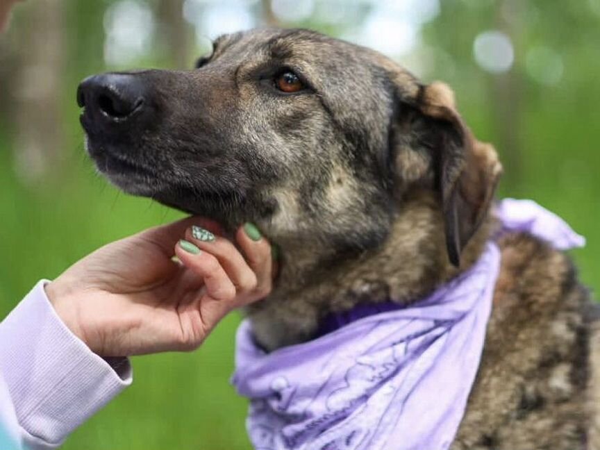 Собака Мили отдам бесплатно