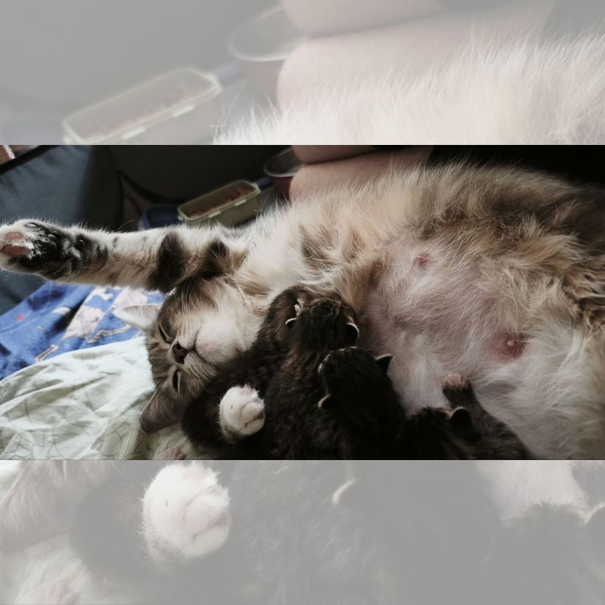 Котёнок в добрые руки
