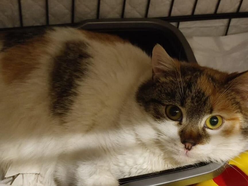 Бетти в семью