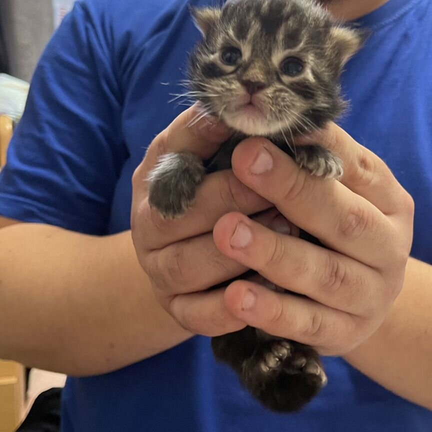 Мейн-кун котёнок