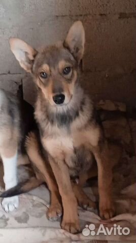 Джек ждёт хозяев