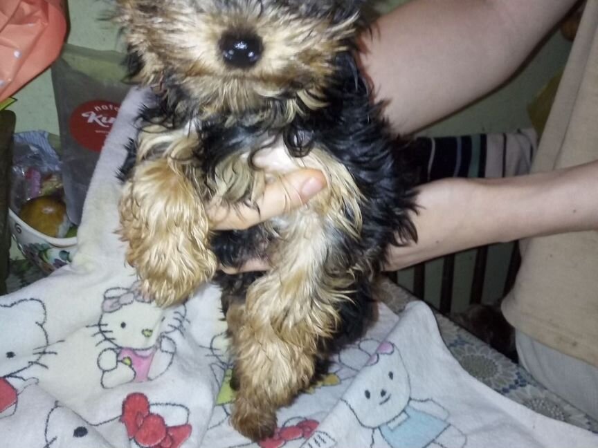 Йоркширский терьер щенки