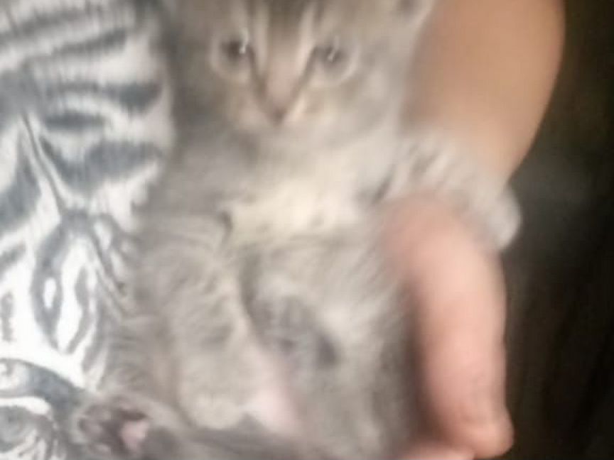 Продам британских чистокровных котят