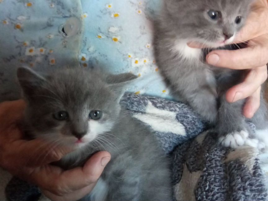 Кошки