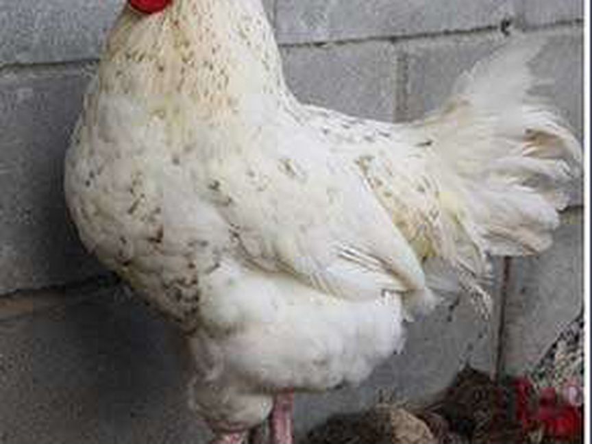 Петухи Пушкинской породы