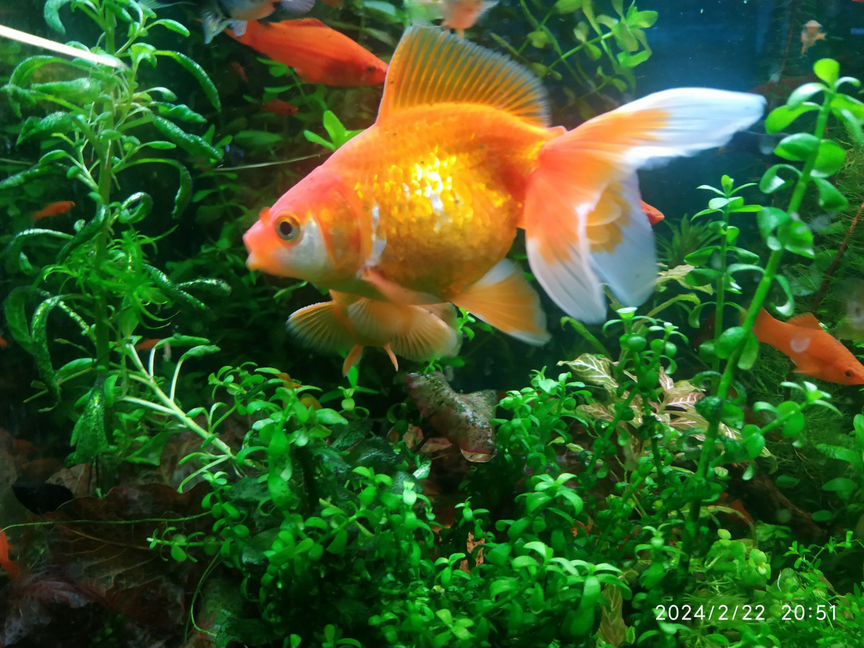 Аквариумные рыбки