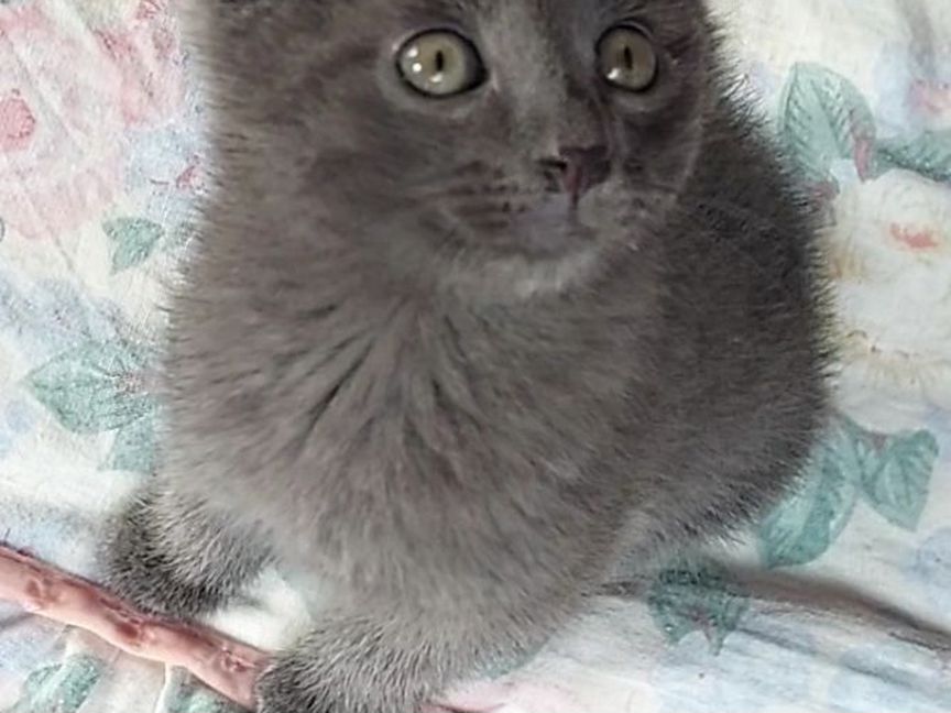 Котенок мальчик- малыш 1 мес 20 дней