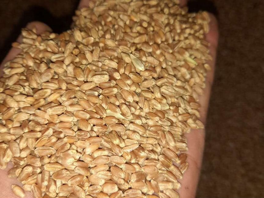 Пшеница яровая