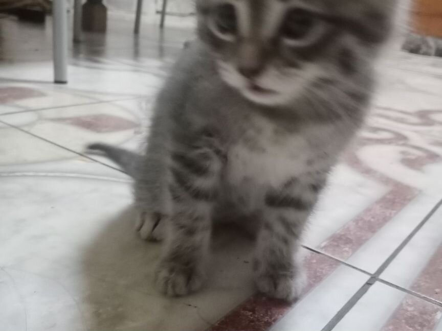 Кот шотландец