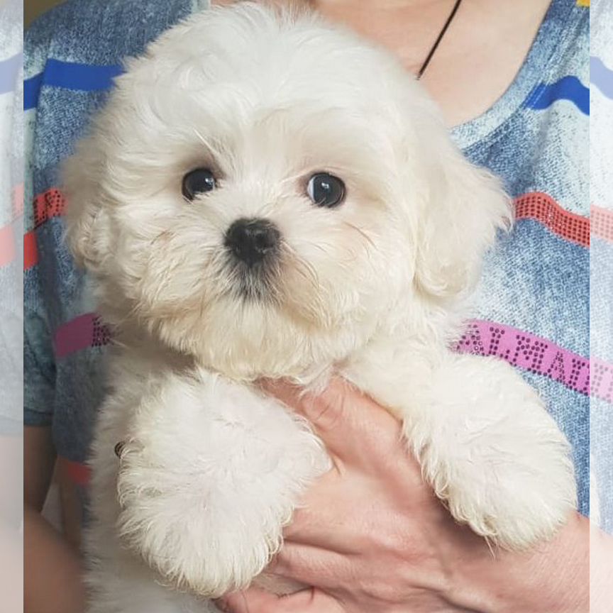 Мальтезе мальчики