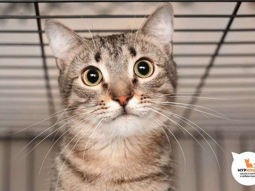 Котик ищет себе домик