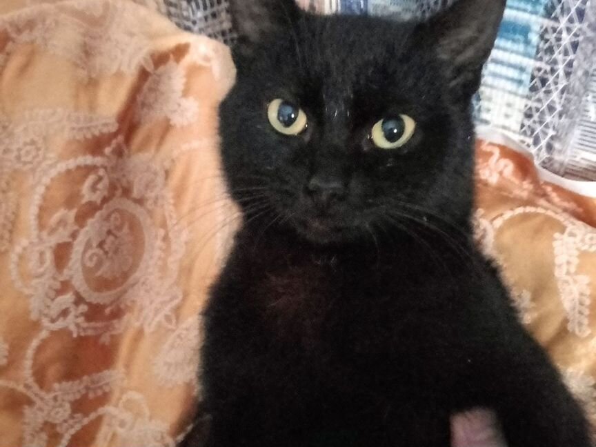 Котёнок Коржик очень ласковый и мурчалочка