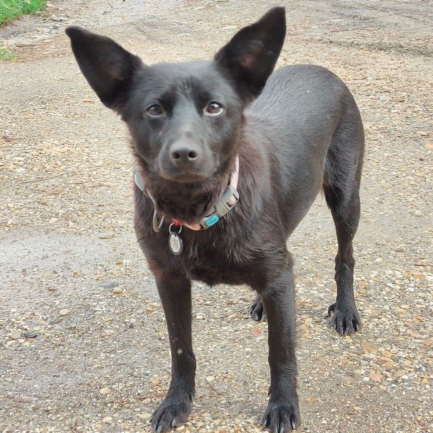 Стерилизованная молодая умница-собака в добрые рук