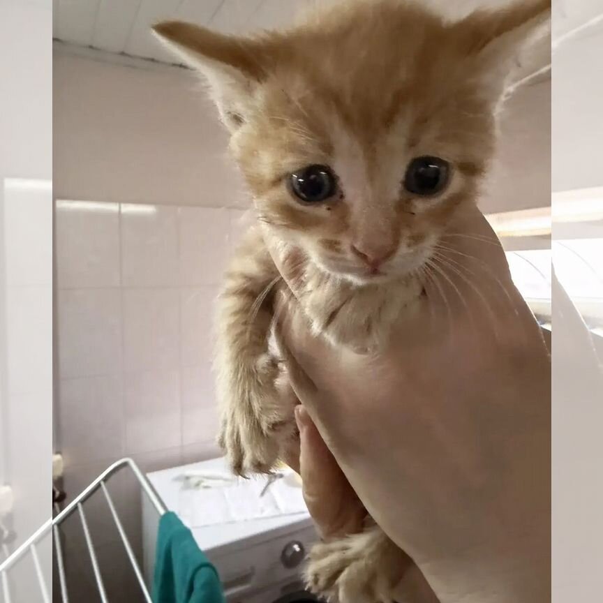 Котёнок в добрые руки