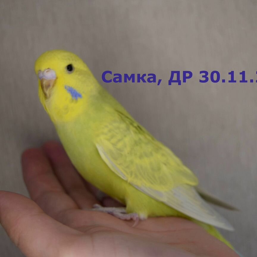 Ручные птенцы волнистых попугаев, самки