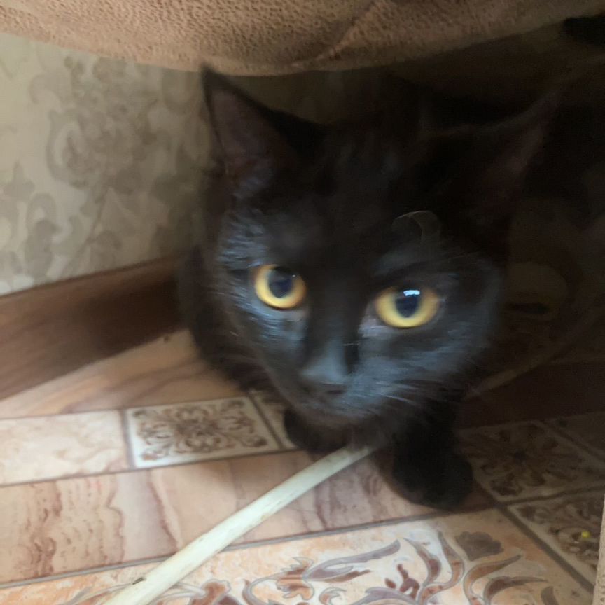 Черная кошка