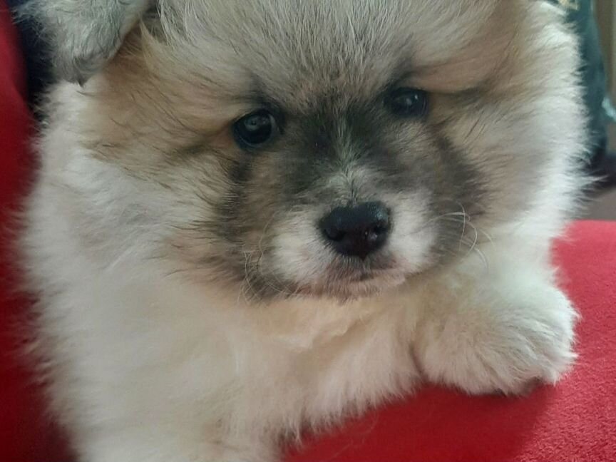 Щенки шпица мини мишка