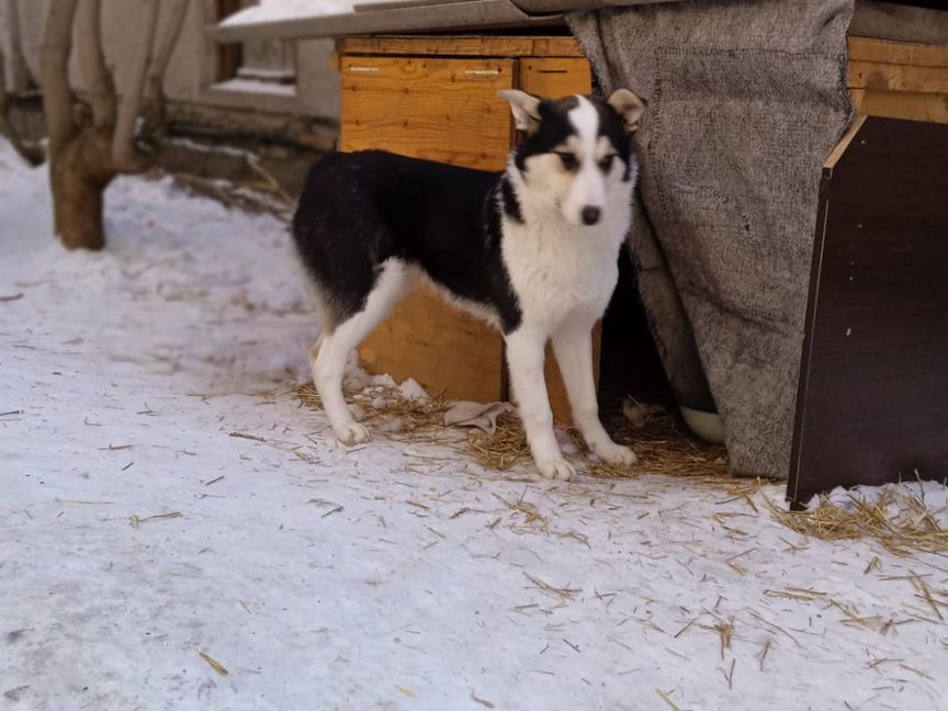 Собака в добрые руки