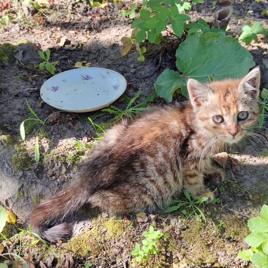 Котёнок
