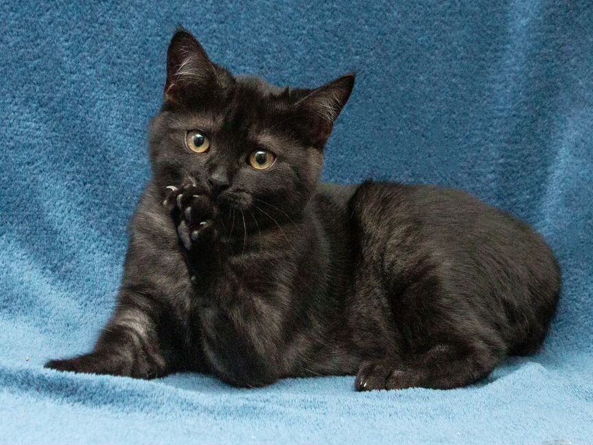 Котенок Буся в добрые руки
