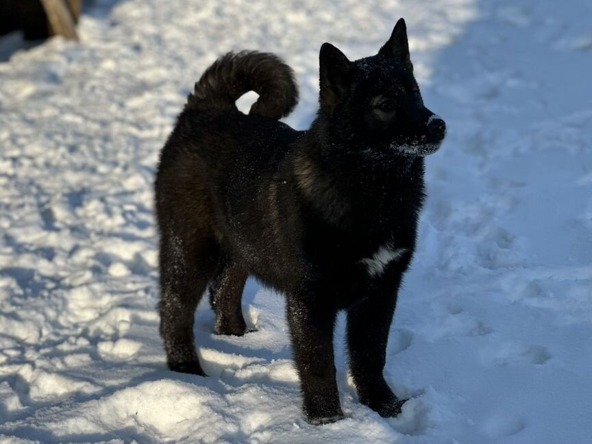 Щенки восточно сибирской лайки
