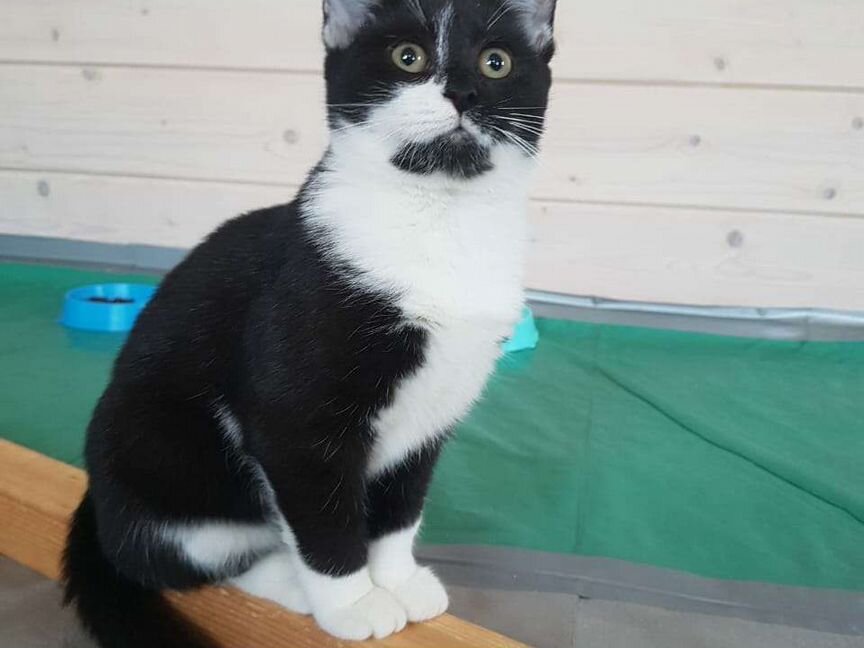 Котёнок маркизный, девочка, 4 месяца
