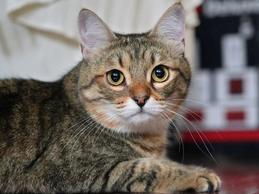 Кот