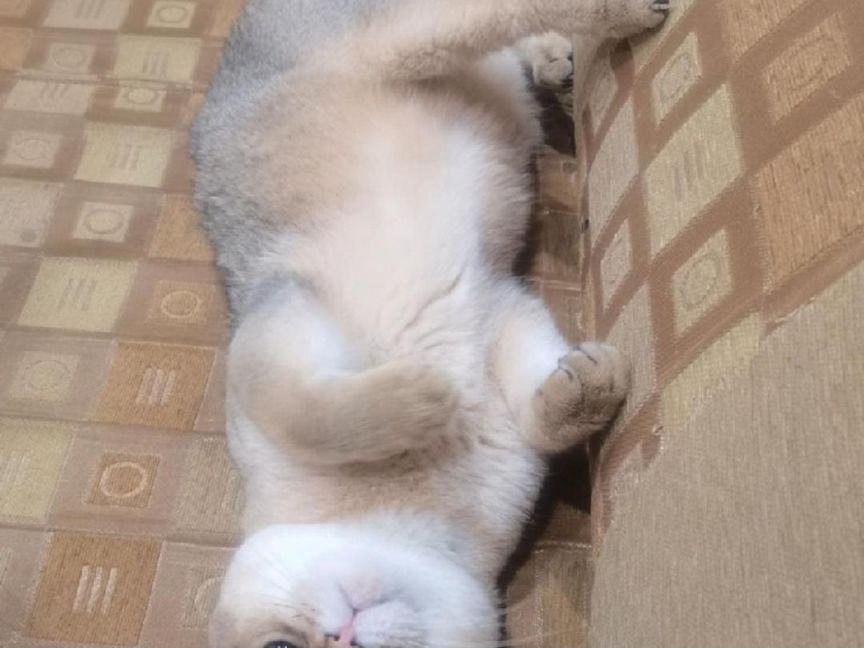 Шотландский кот