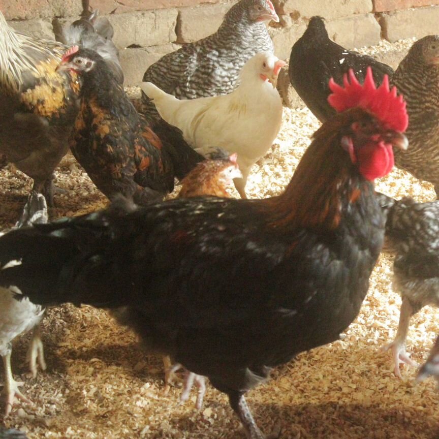 Молодые петухи