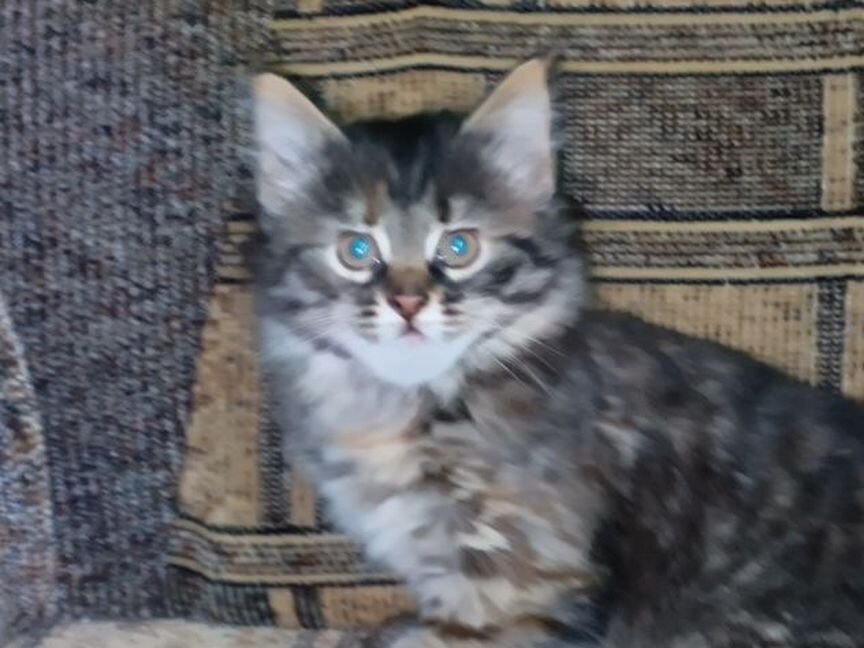 Красивые кошечки