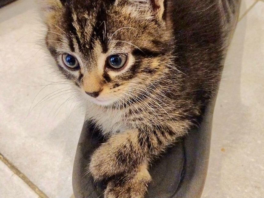 Котята в добрые руки бесплатно