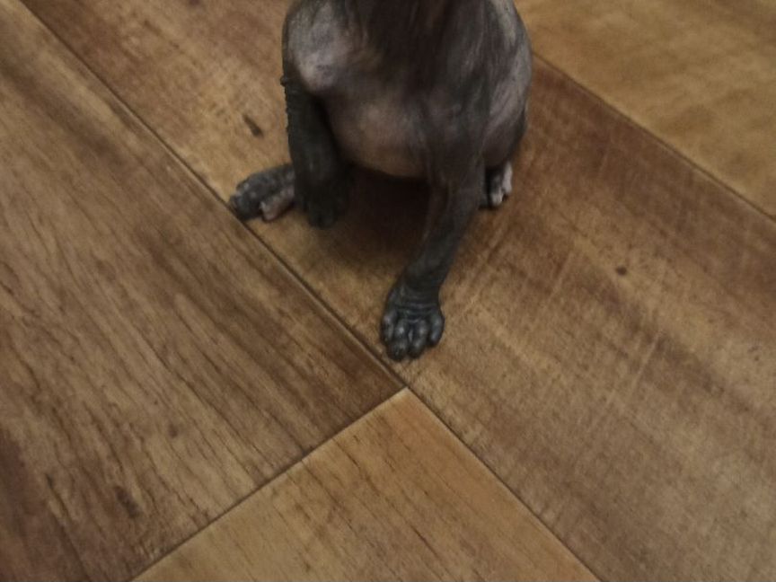 Канадский сфинкс эльф котенок